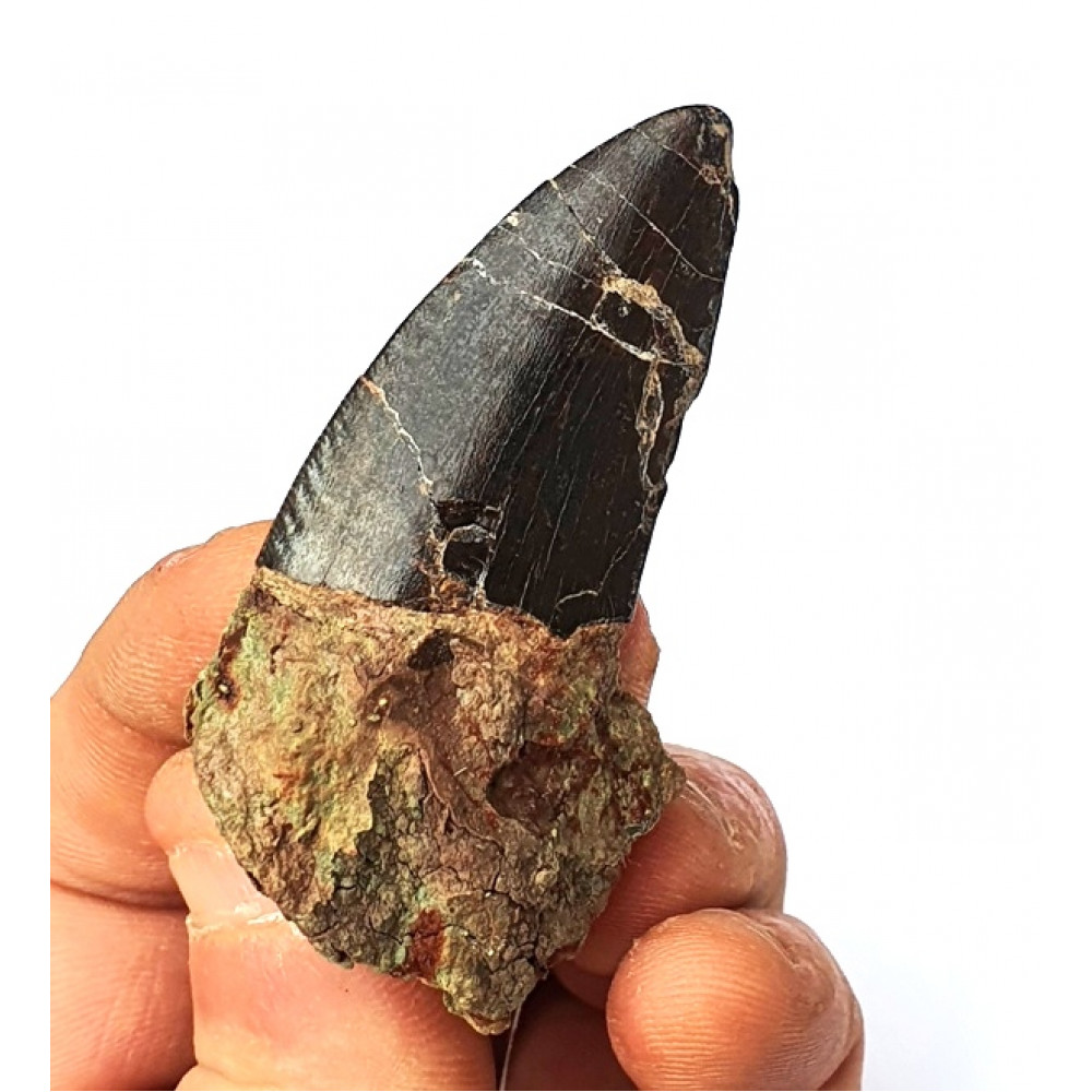undescribed theropode tooth