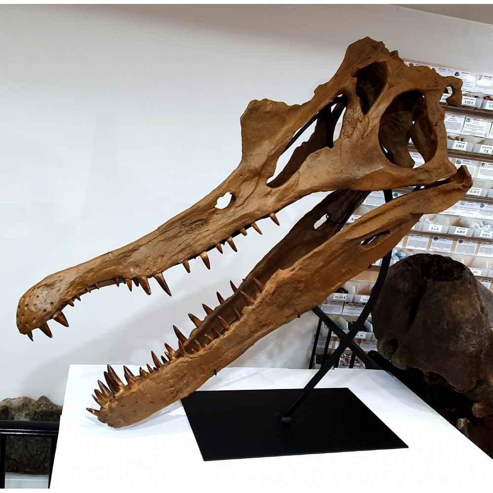 Spinosaurus aegypticus (skull)