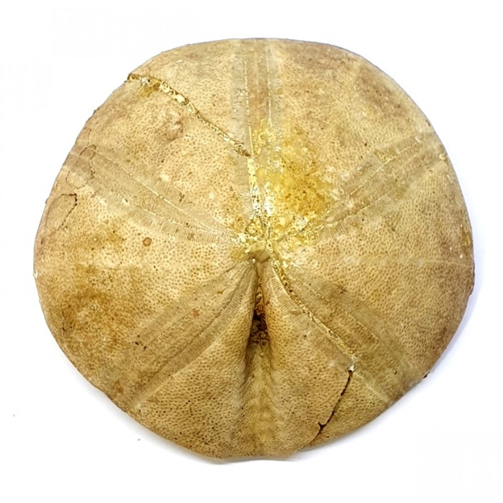 clypeus angustiporus