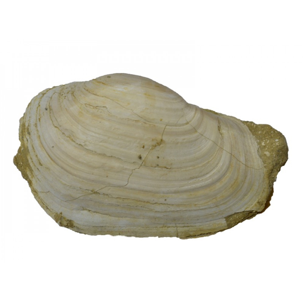 panopea vaudini