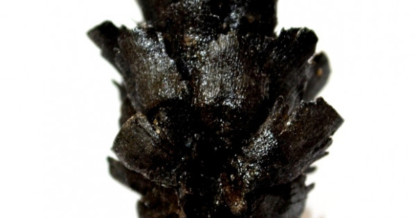 pinus sp.