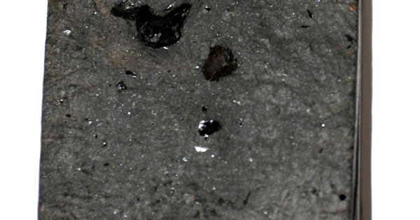 expleuracanthus gaudryi