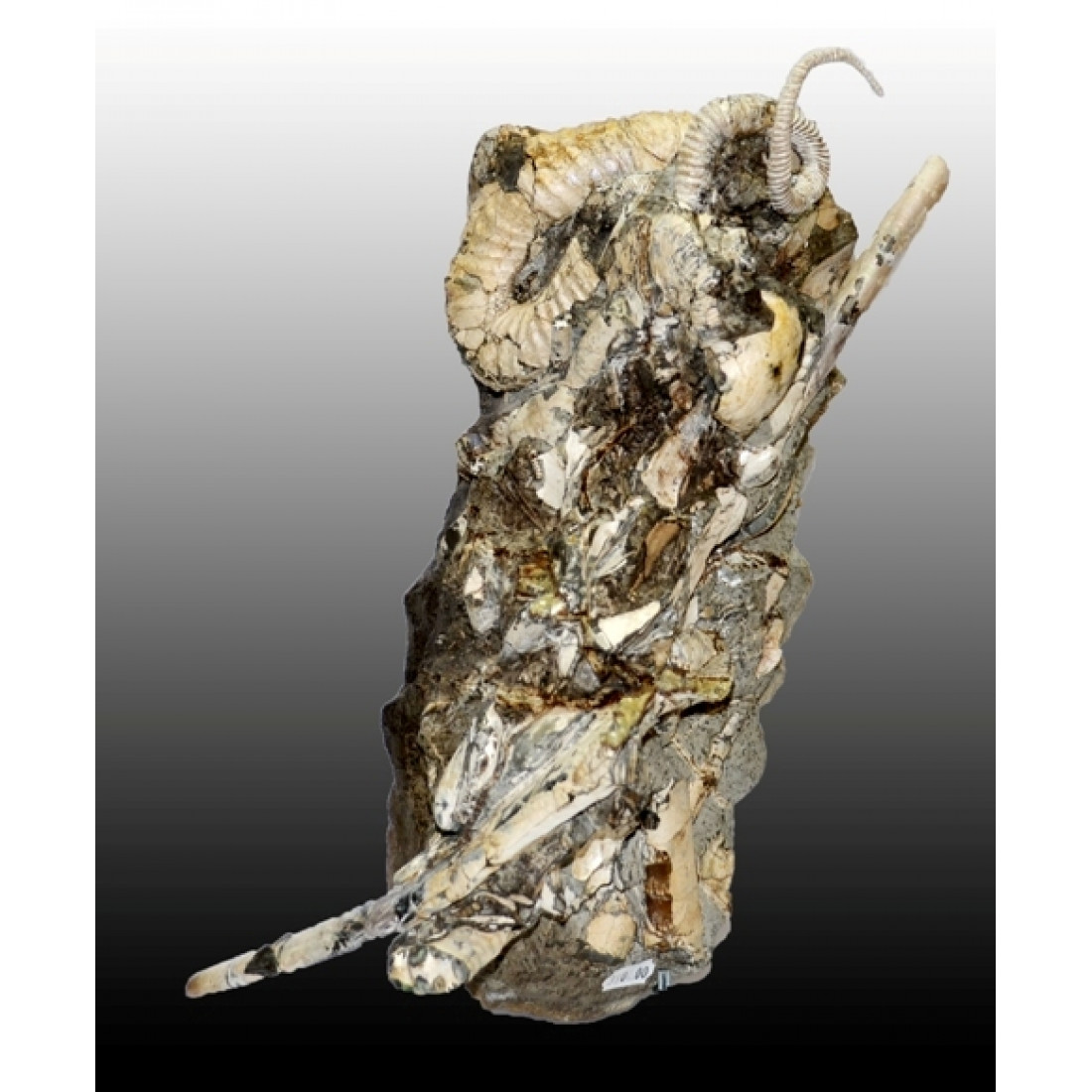 Didymoceras cheyennensis et baculites baculus