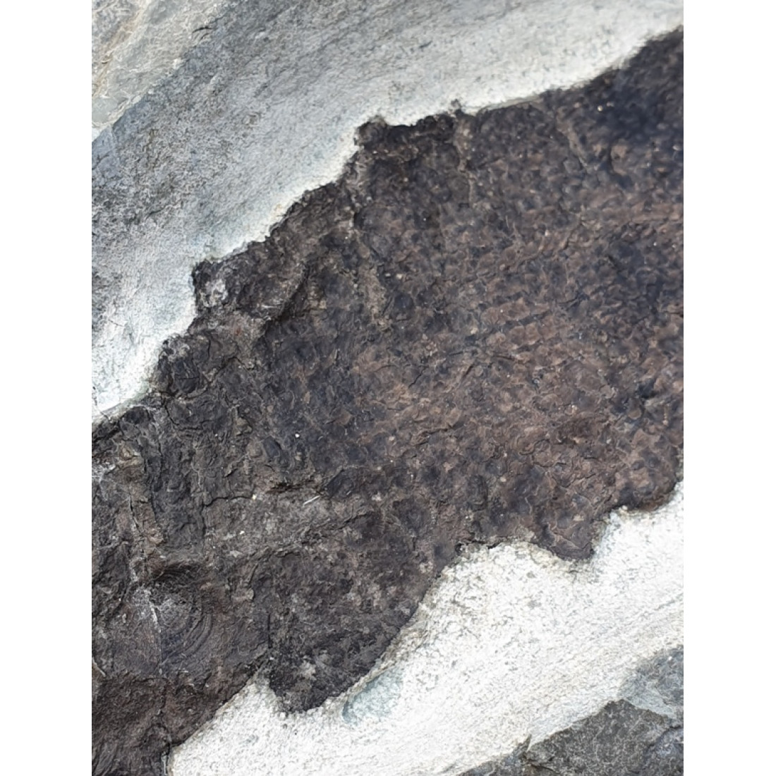 scaumenacia curta dipneuste fish