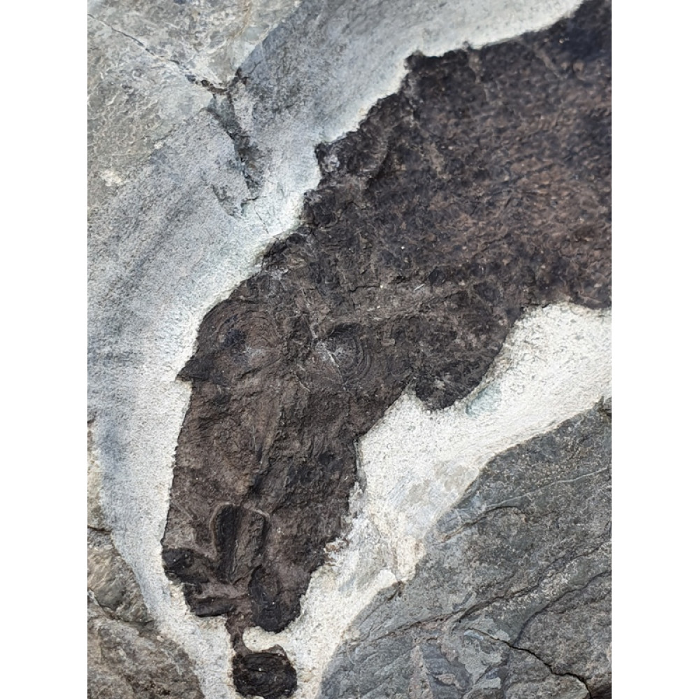 scaumenacia curta dipneuste fish