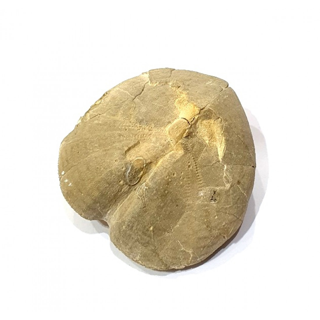 cardiaster granulosus