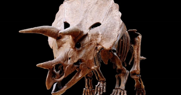 triceratops horridus (skeleton)