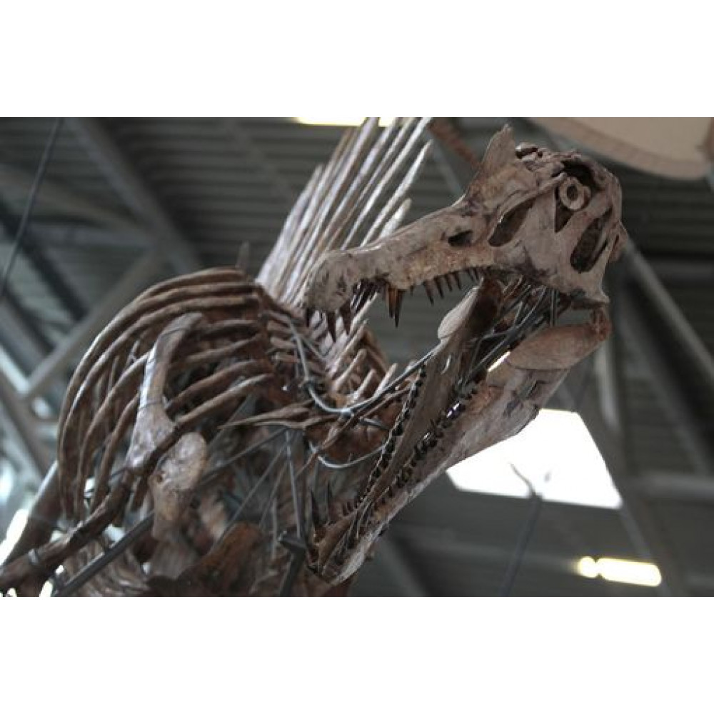 Spinosaurus aegypticus (skeleton)