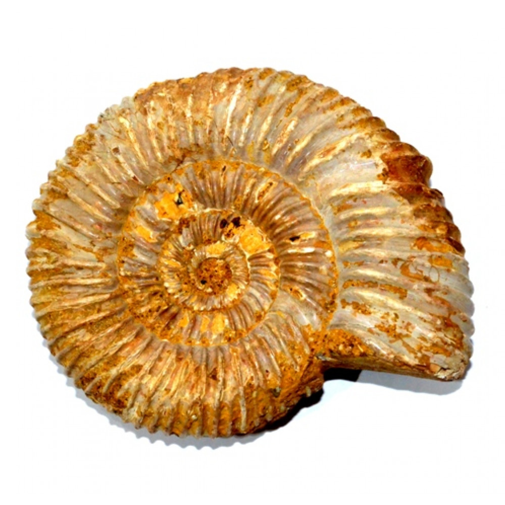 kranaosphinctes rabei