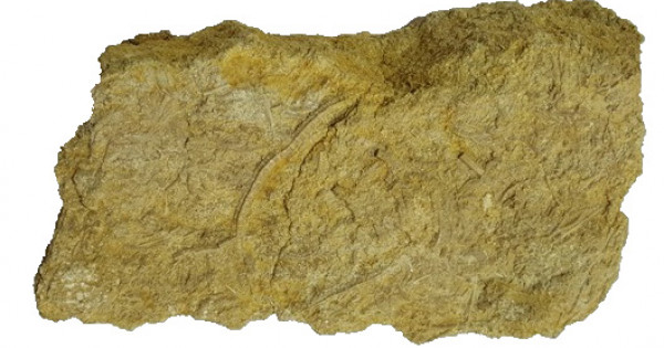 isocrinus nicoletti