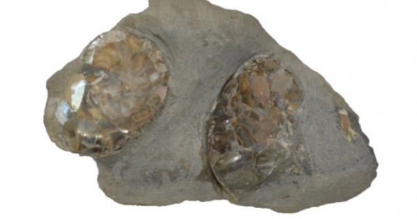 Pearly Aturia angustata (x2)