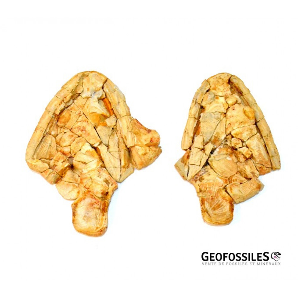 Nom: Edingerella madagascariensis amphibien Etage: permo-trias ...