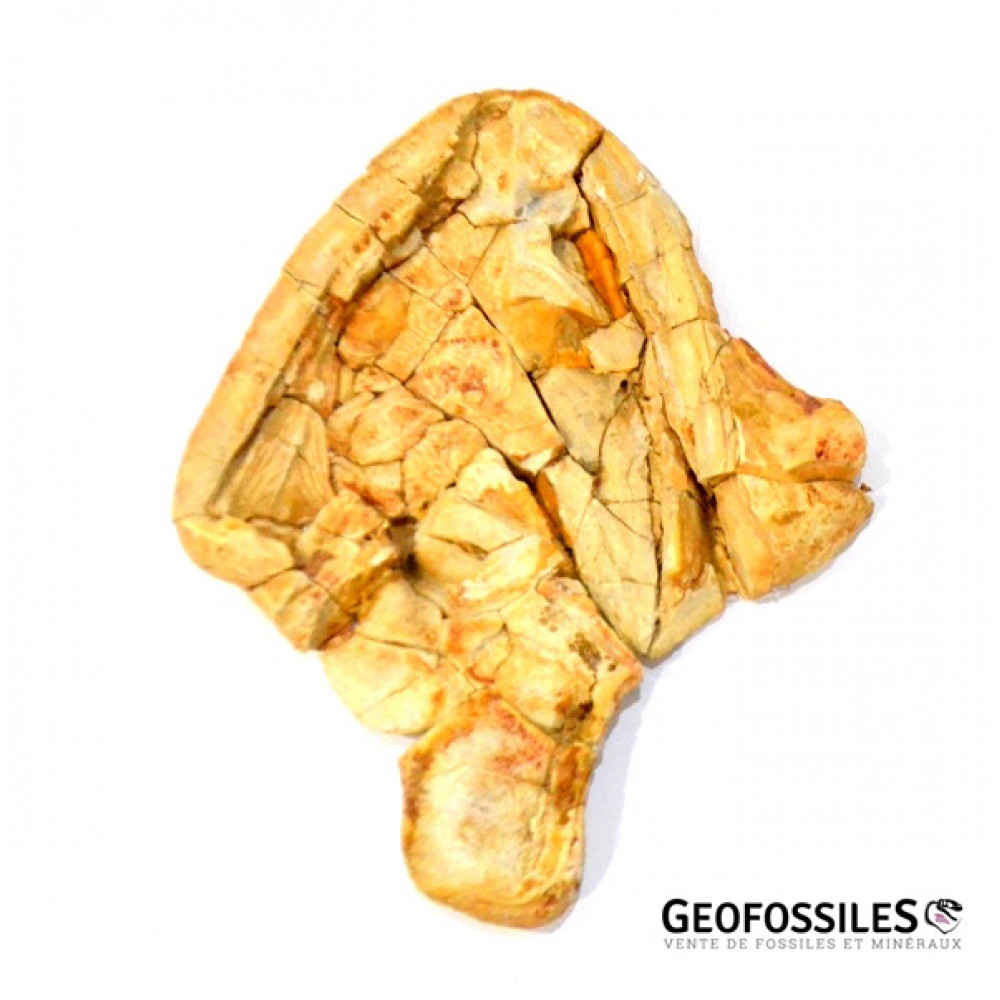 Nom: Edingerella madagascariensis amphibien Etage: permo-trias ...