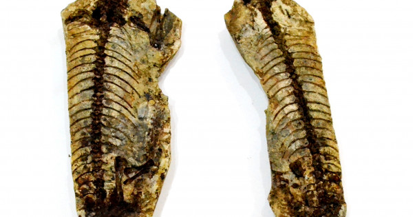 Nom: Barasaurus besairiei Reptile Avec gastrolithes Etage: Lopingien ...