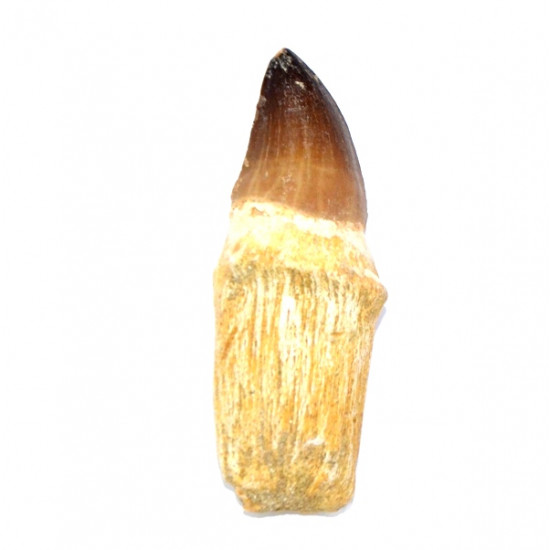 Prognathodon currii mosasaur tooth