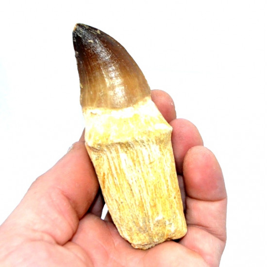 Prognathodon currii mosasaur tooth