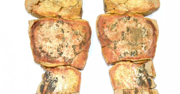 Coelacanthus madagascariensis