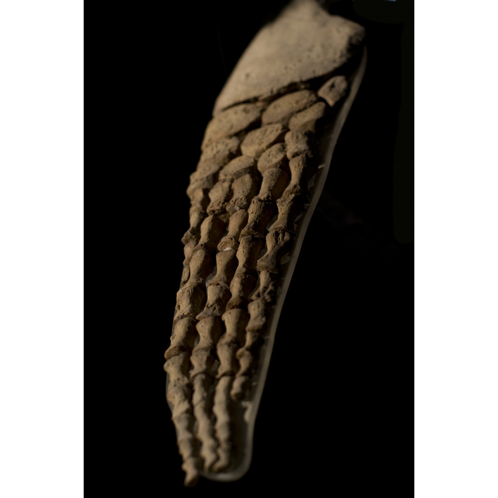 polycotylus sp. (squelette)