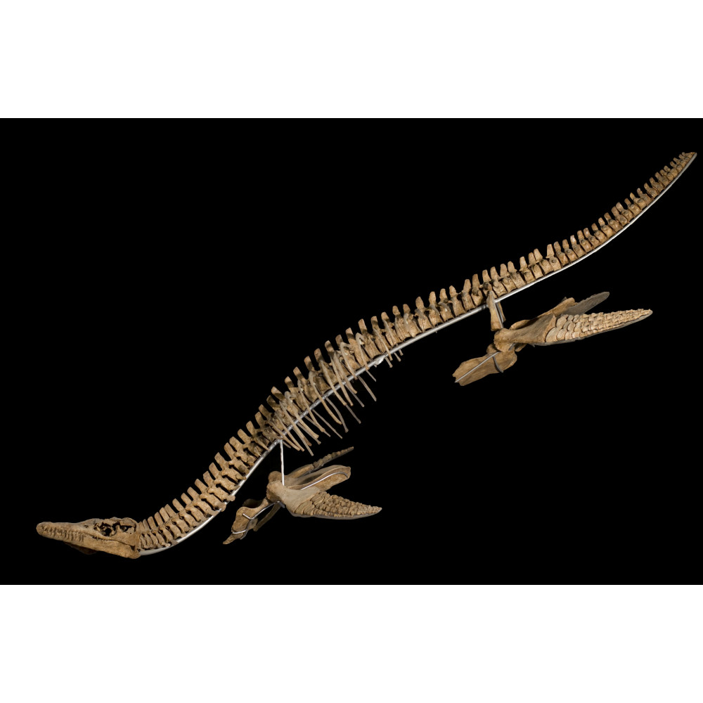 polycotylus sp. (squelette)