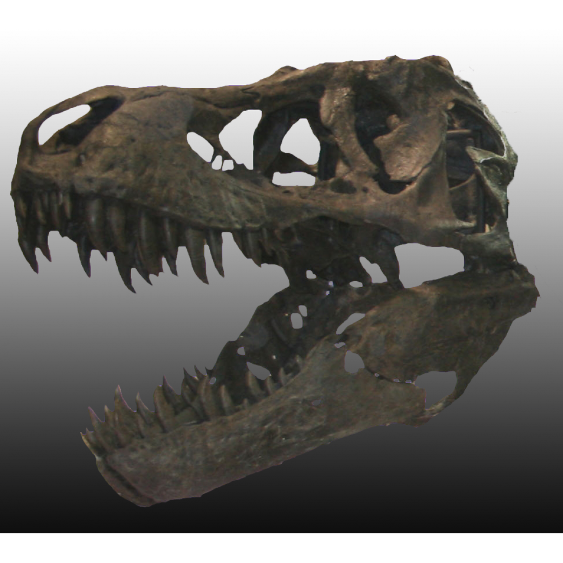 tyrannosaurus rex (skull)