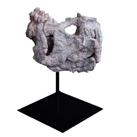 hyperodapedon (scaphonyx fisheri)