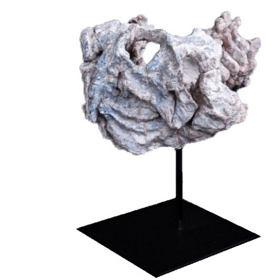 hyperodapedon (scaphonyx fisheri)