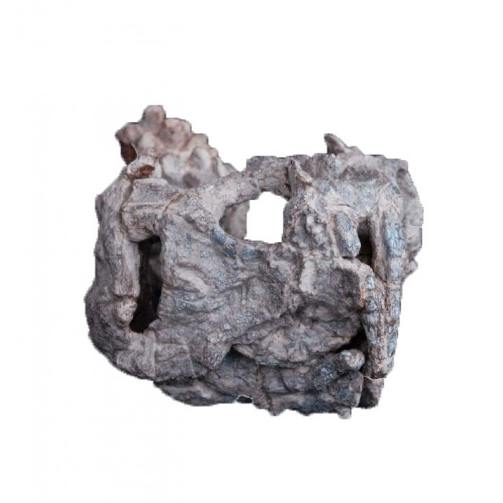 hyperodapedon (scaphonyx fisheri)