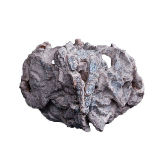 hyperodapedon (scaphonyx fisheri)