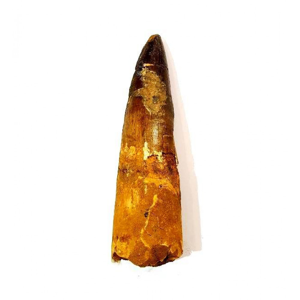 Spinosaurus aegypticus (tooth)